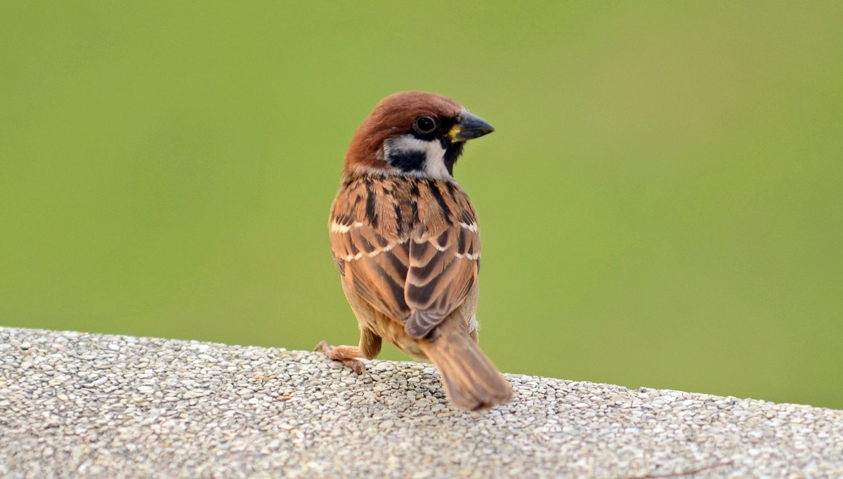 In praise of LBJs (Tree sparrows) – Ray Cannon's nature notes