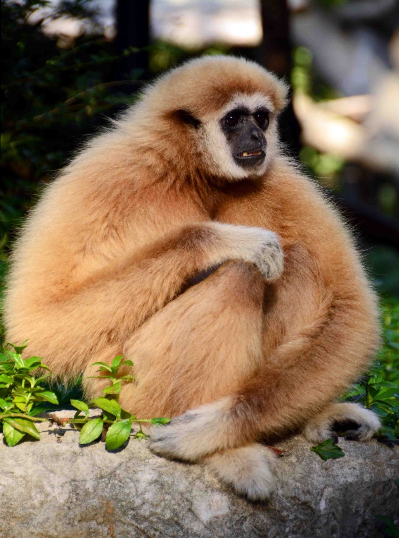 More gibbon photos! – Ray Cannon's nature notes