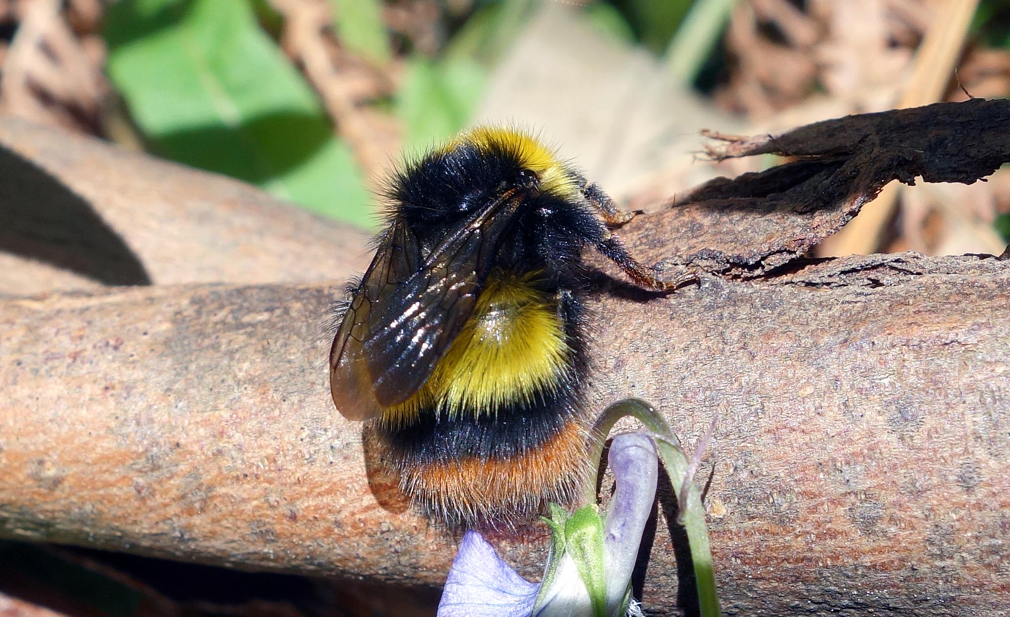 Early Bumblebee – Ray Cannon's nature notes