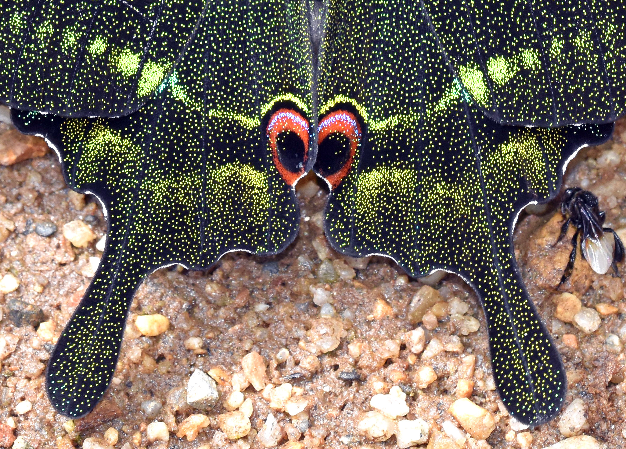 Paris Peacock butterfly scales – Ray Cannon's nature notes