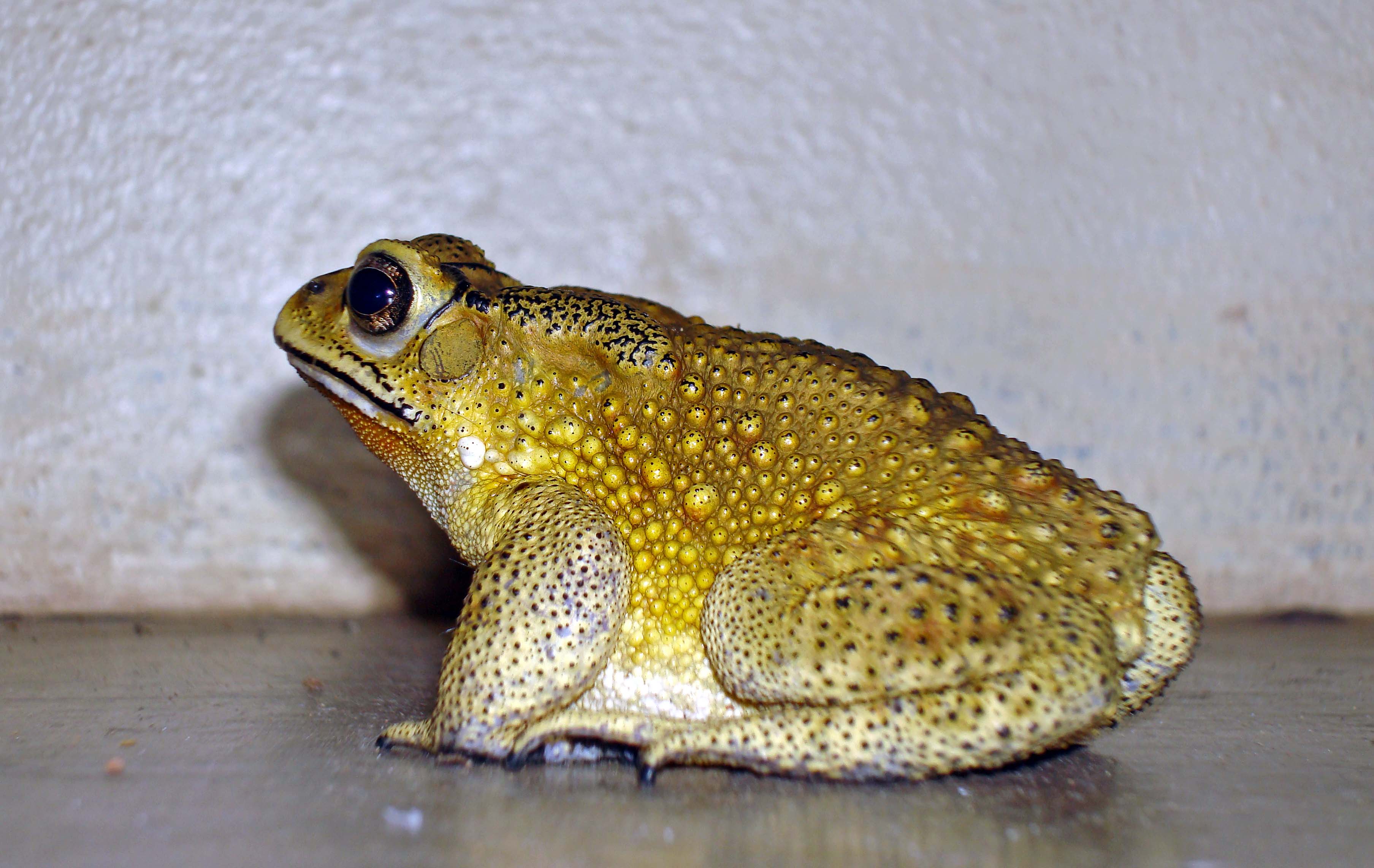 Tubby toad – Ray Cannon's nature notes