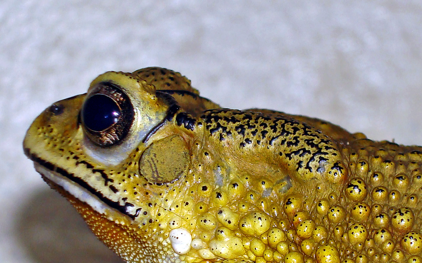 Tubby toad – Ray Cannon's nature notes