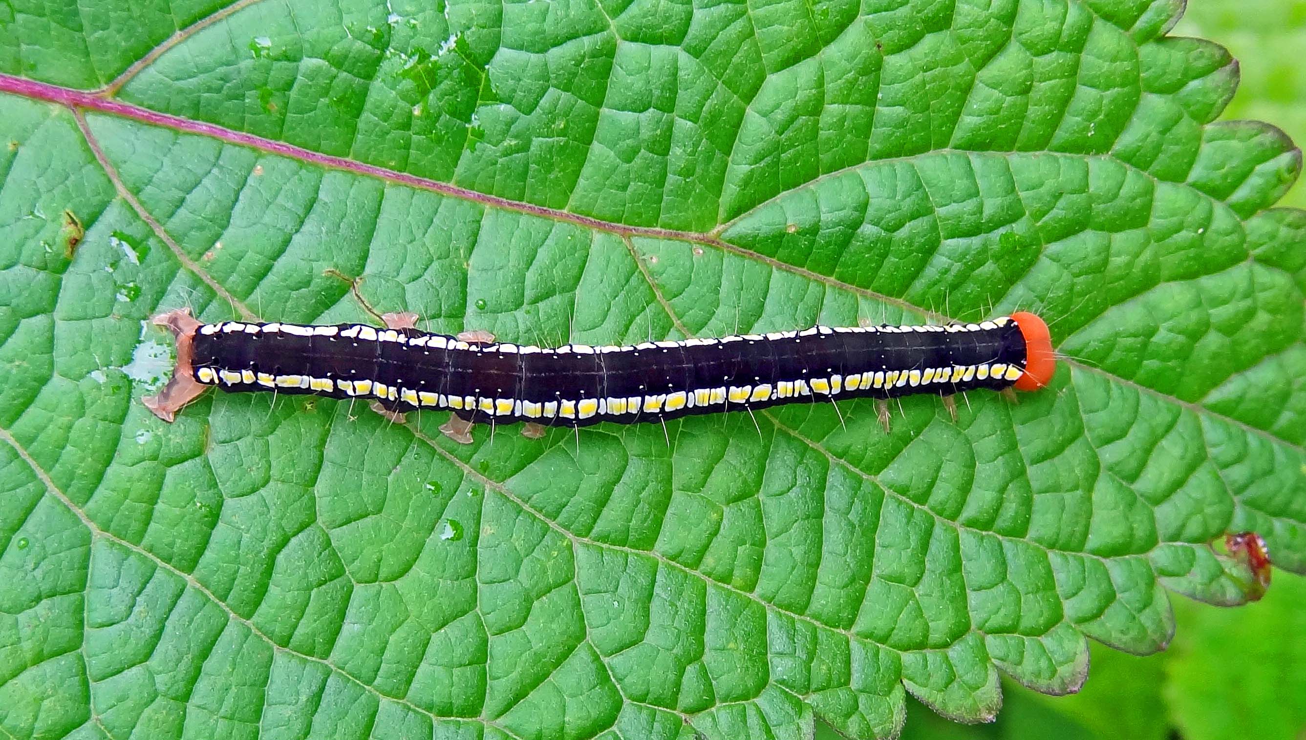 The ancient lineage of insects – Ray Cannon's nature notes