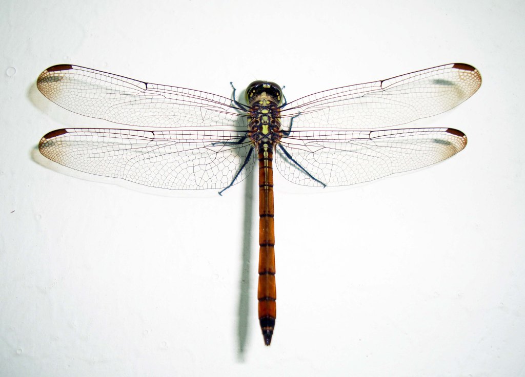 The ancient lineage of insects – Ray Cannon's nature notes