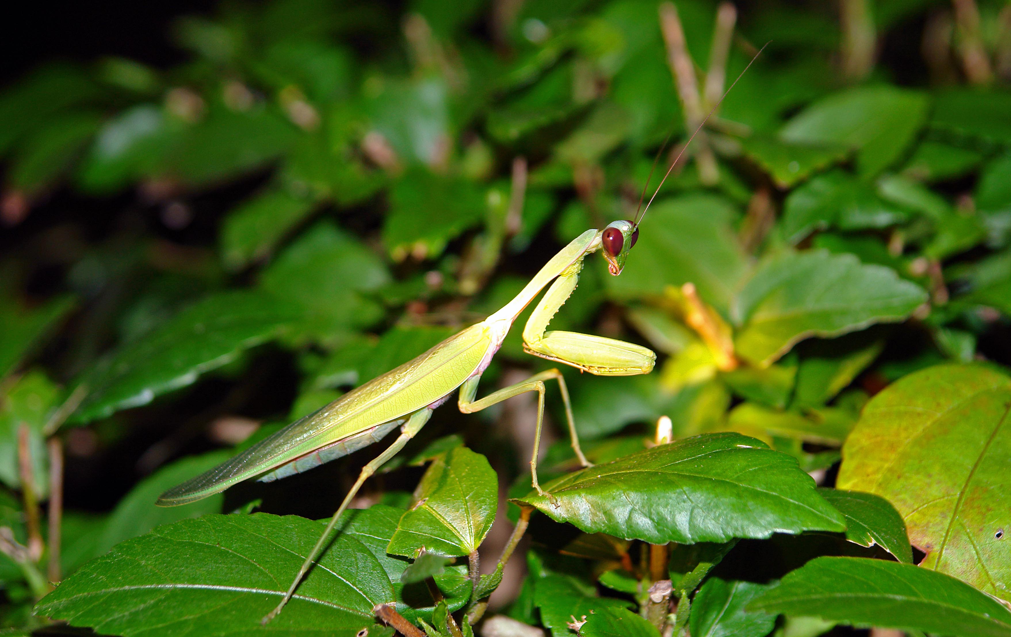 The ancient lineage of insects – Ray Cannon's nature notes