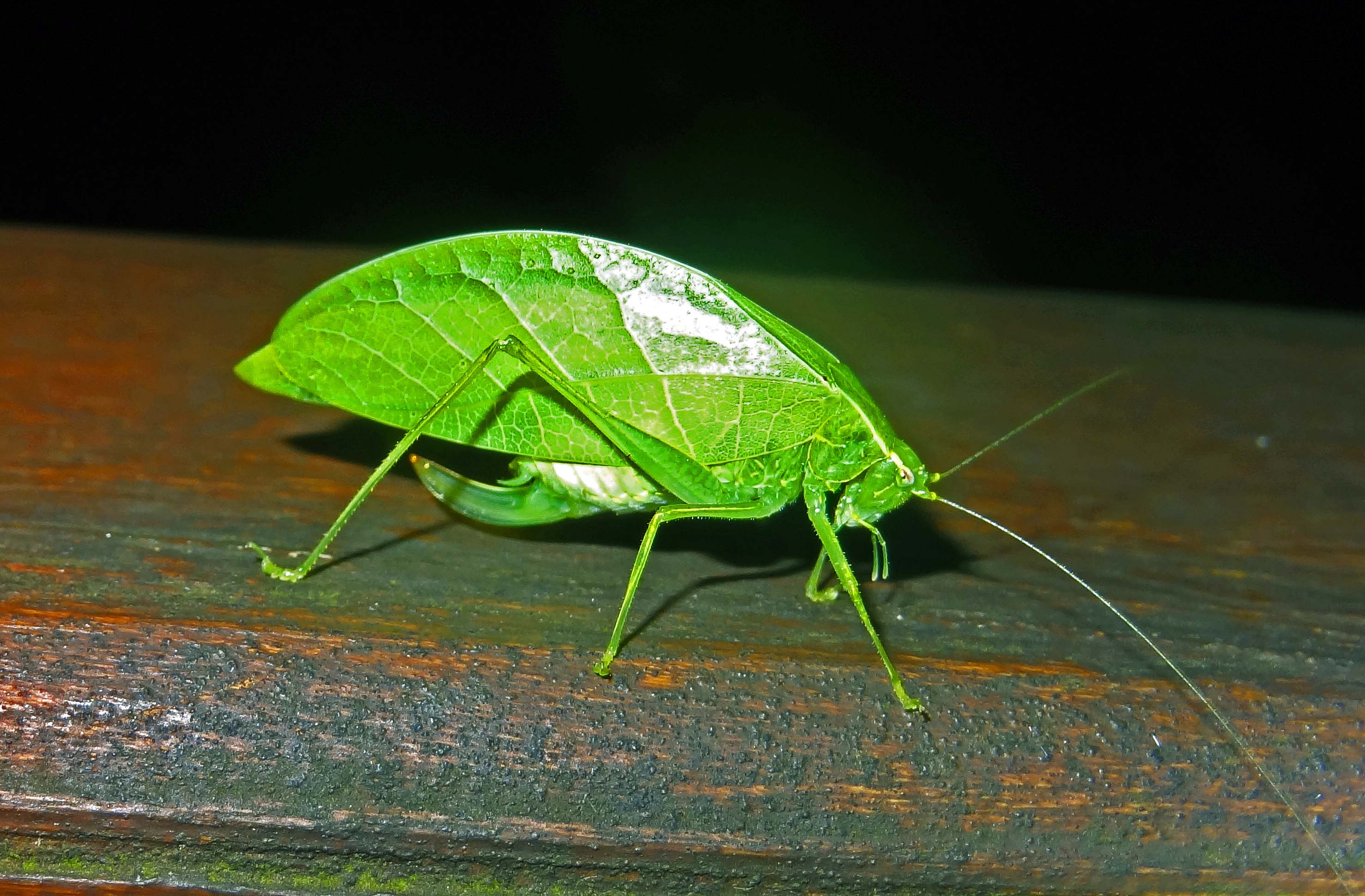 The ancient lineage of insects – Ray Cannon's nature notes