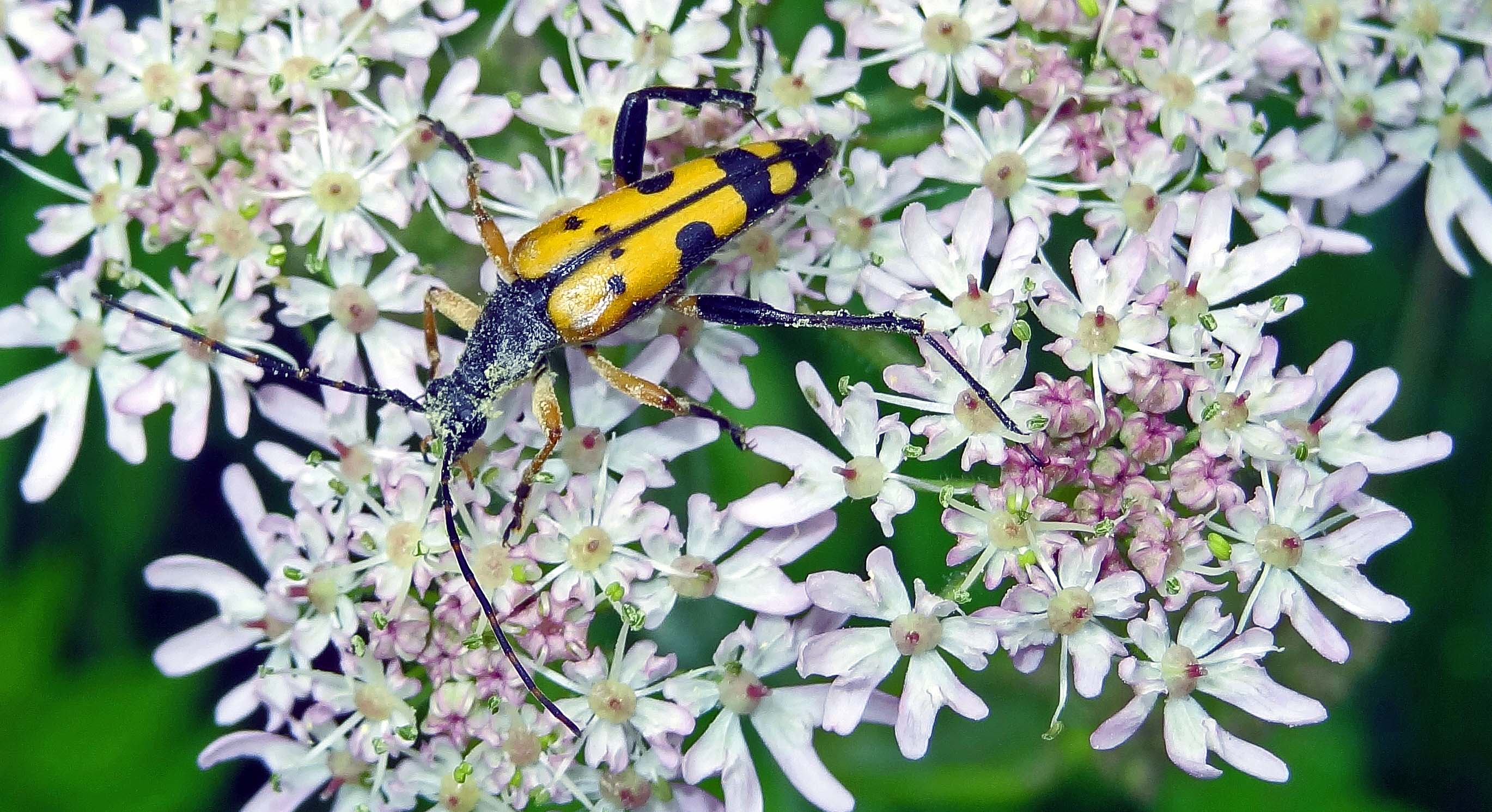The ancient lineage of insects – Ray Cannon's nature notes