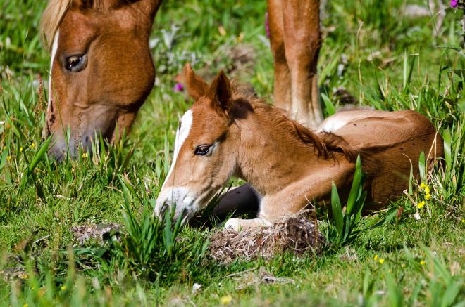 Galician ponies: an ancient breed adapted to life on the hills – Ray ...