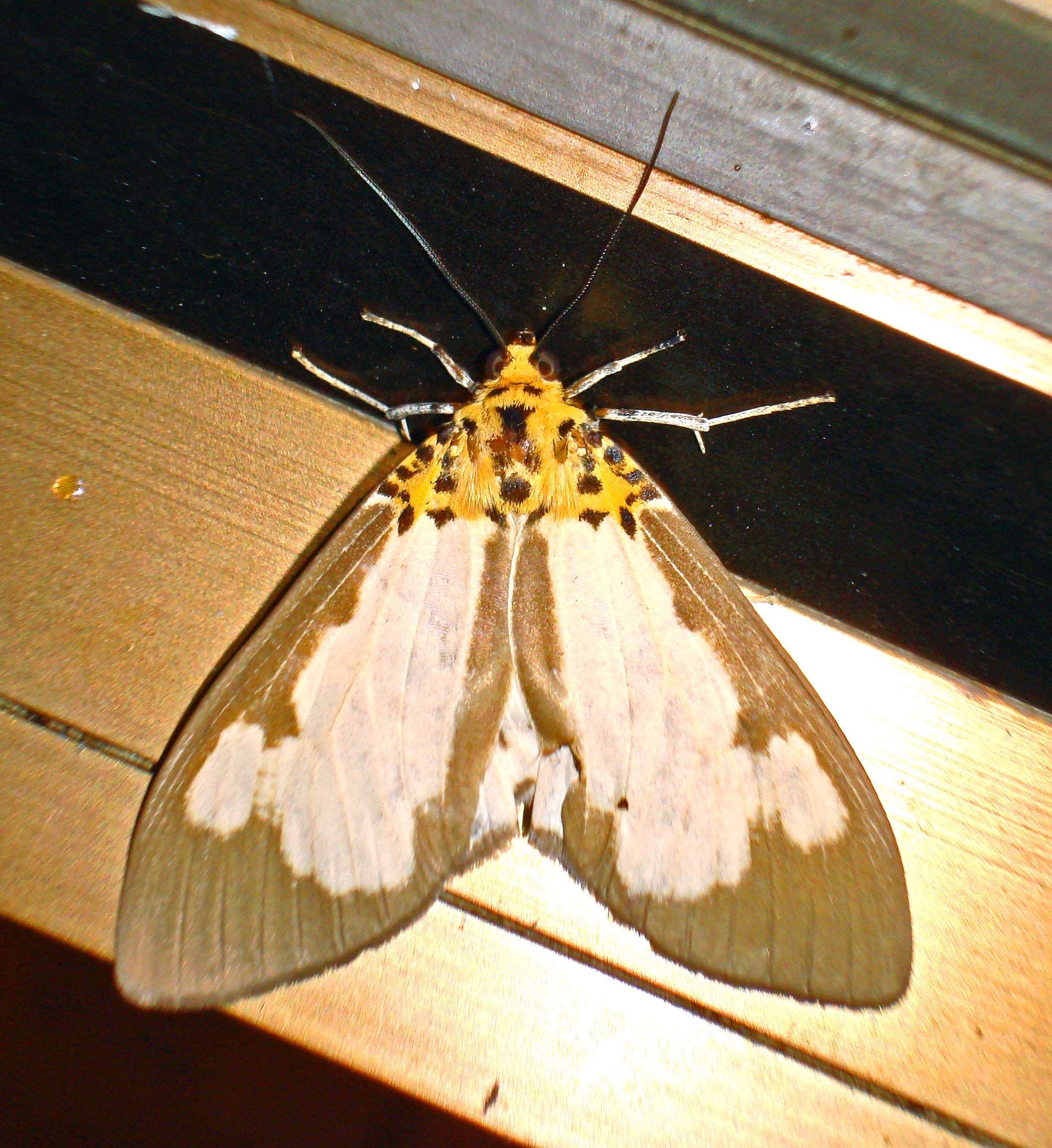 A medley of moths I. Aganainae – Ray Cannon's nature notes