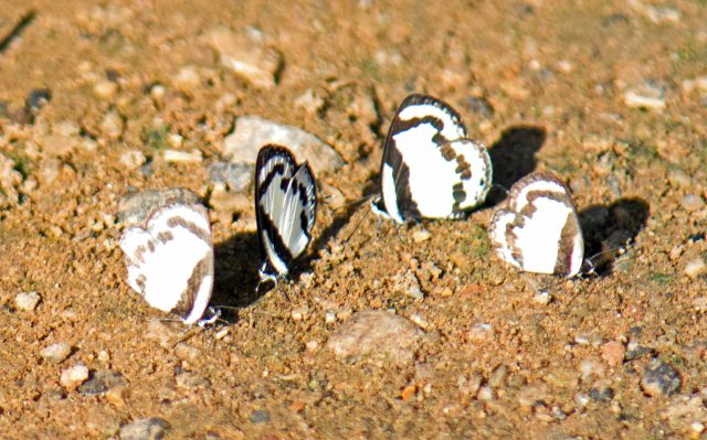 Bunches of butterflies – Ray Cannon's nature notes