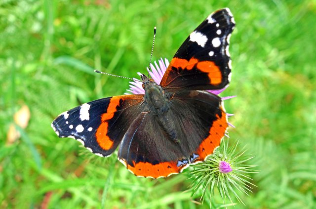 Red Admirals – European migrants – Ray Cannon's nature notes