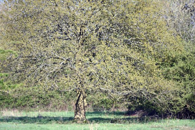 Oak apple galls – Ray Cannon's nature notes