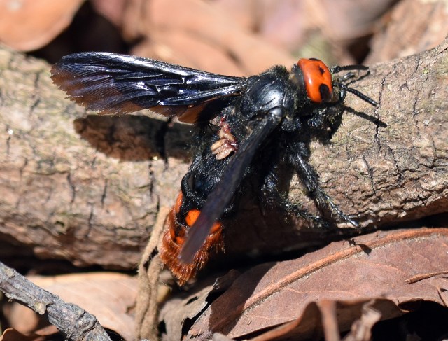 Hitching a ride on a giant wasp – Ray Cannon's nature notes