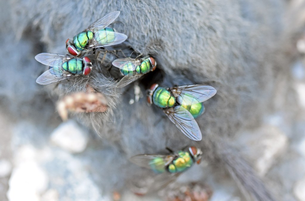 Decomposition of a mole – Ray Cannon's nature notes