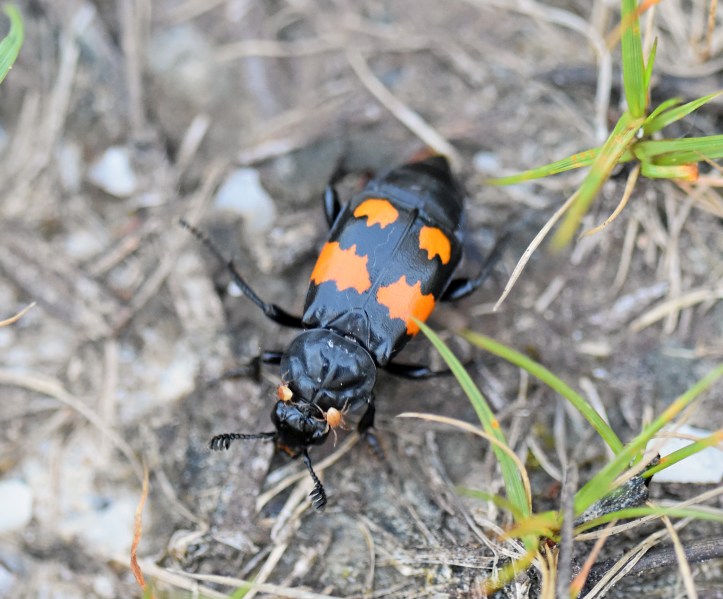 Decomposition of a mole – Ray Cannon's nature notes