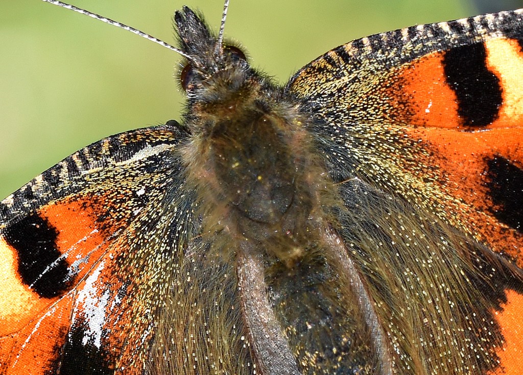 Common but extremely beautiful: The small tortoiseshell – Ray Cannon's ...