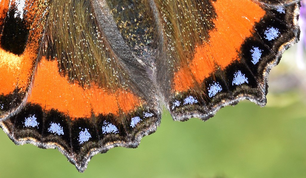 Common but extremely beautiful: The small tortoiseshell – Ray Cannon's ...