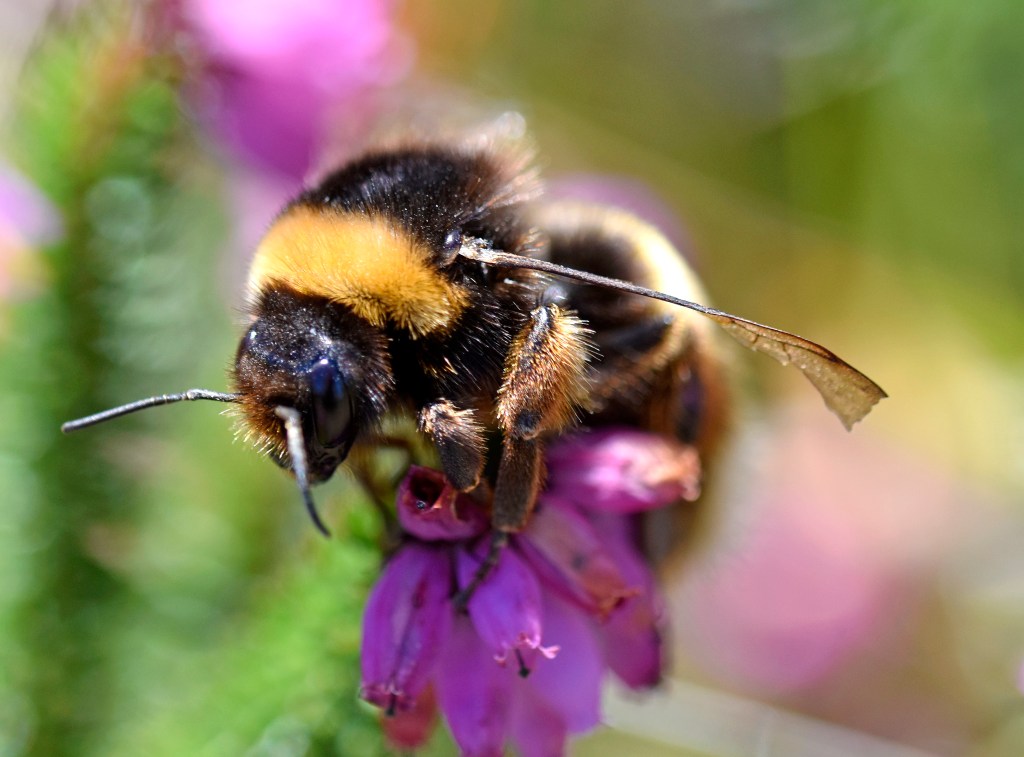 A huge bumblebee from Spain: Bombus magnus? – Ray Cannon's nature notes