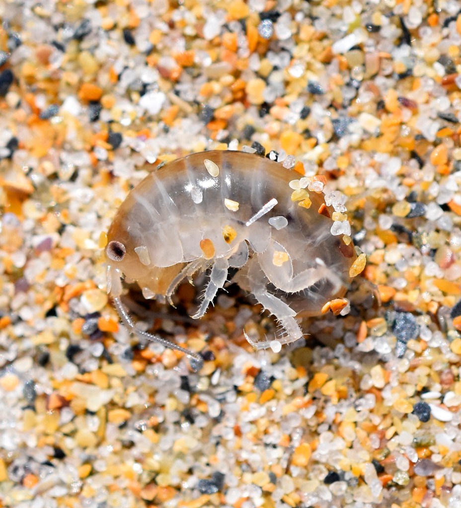 Sand-hoppers playing possum – Ray Cannon's nature notes