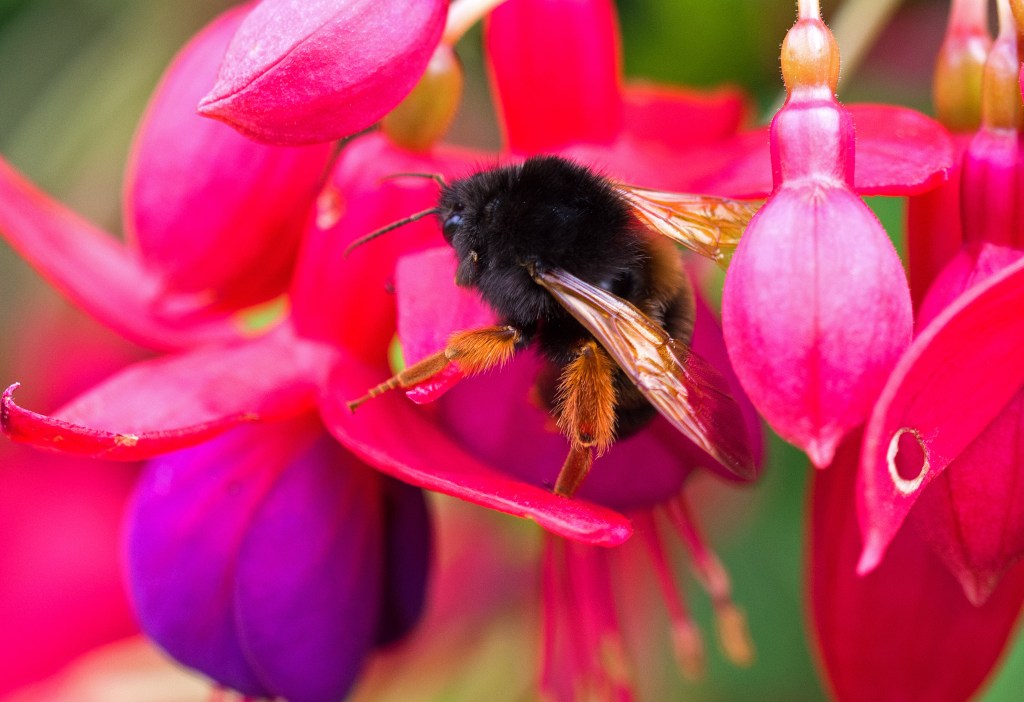 A big black, beautiful bumblebee! – Ray Cannon's nature notes
