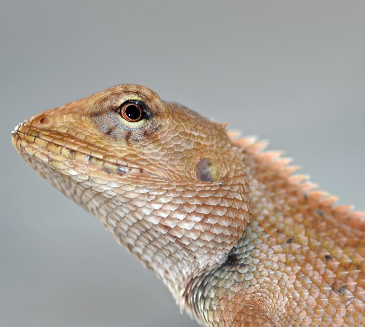 A common or garden lizard! – Ray Cannon's nature notes