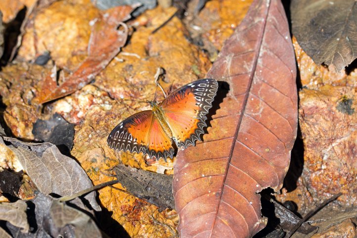 Red lacewing – beauty in warning colours – Ray Cannon's nature notes