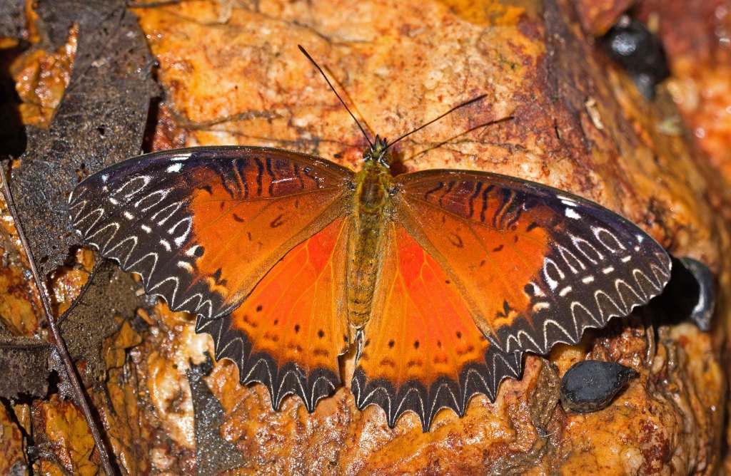 Red lacewing – beauty in warning colours – Ray Cannon's nature notes