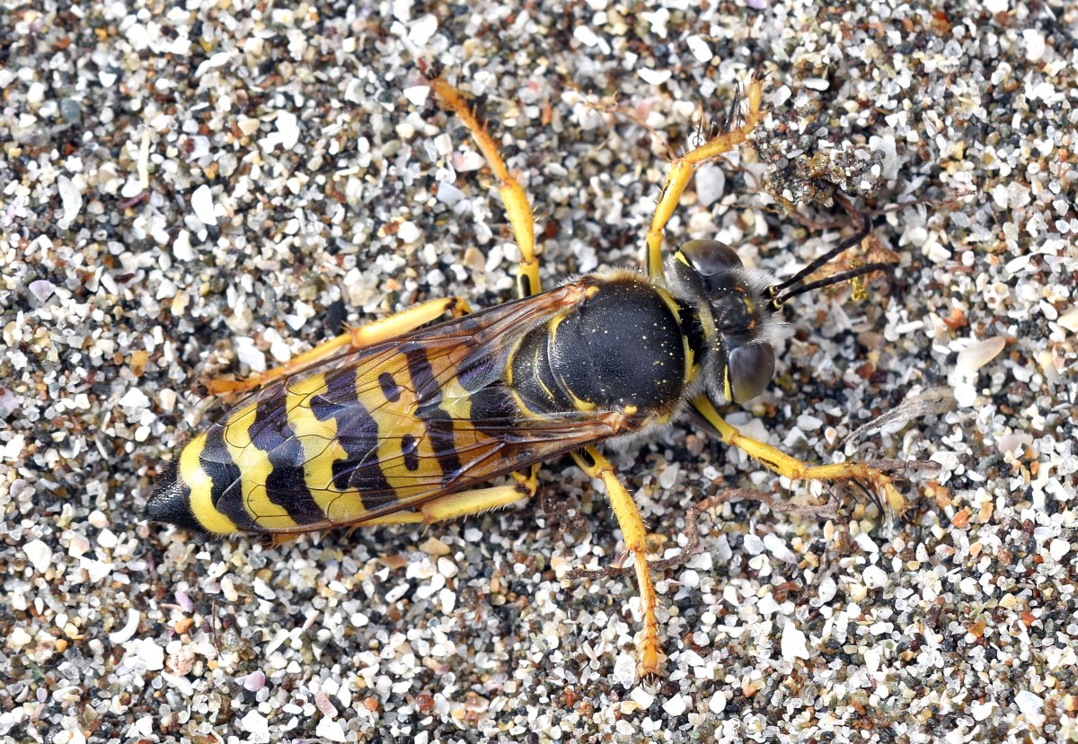 Little diggers – Bembix sand wasps – Ray Cannon's nature notes