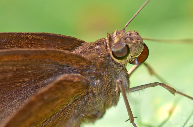 The butterfly proboscis – sucking tube and mopping sponge – Ray Cannon ...