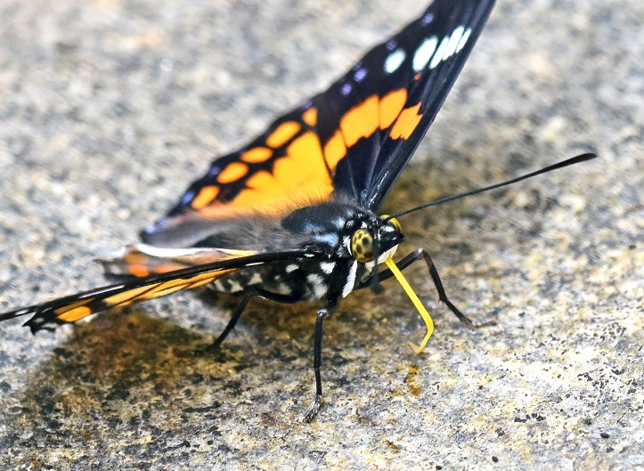 The butterfly proboscis – sucking tube and mopping sponge – Ray Cannon ...