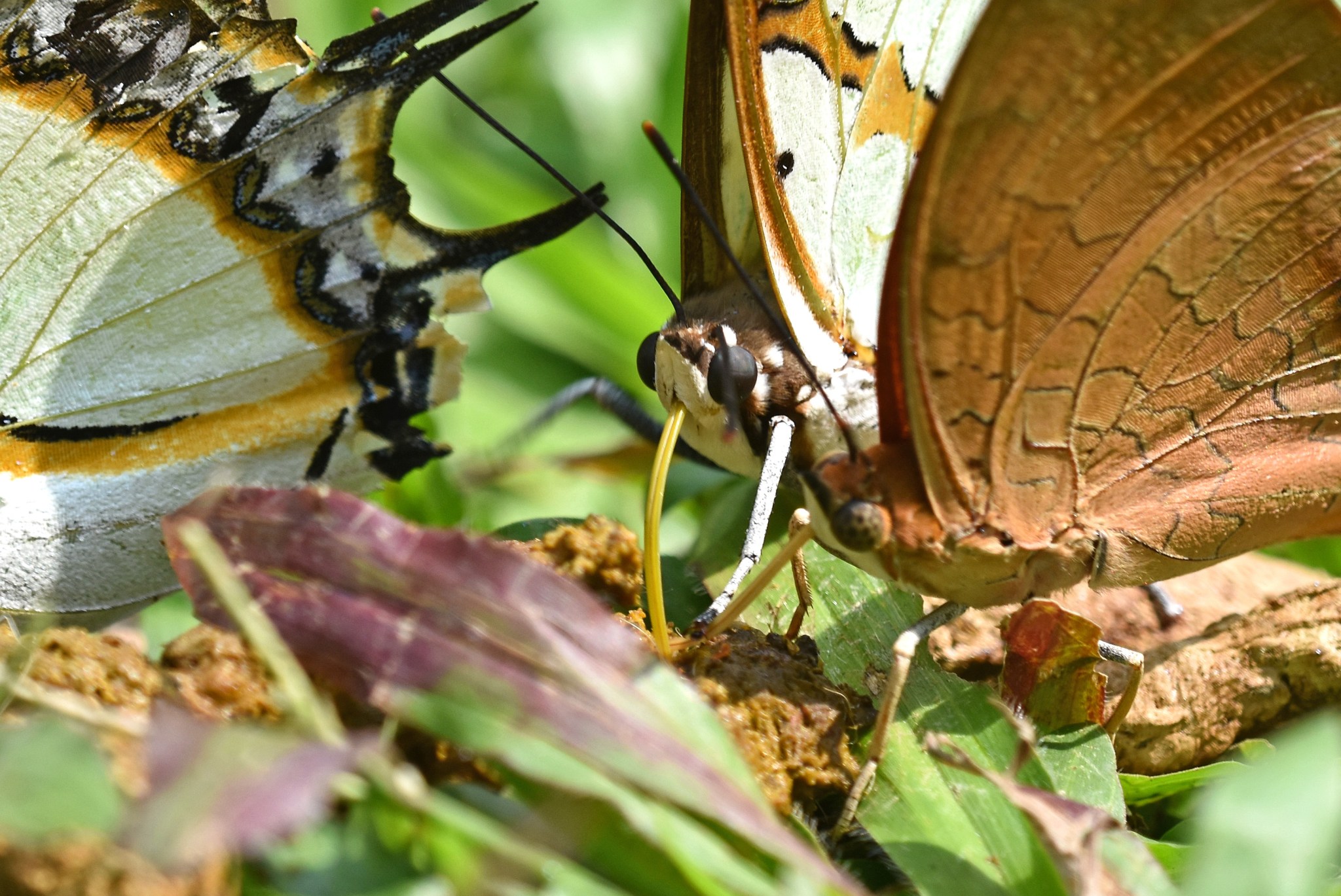 The butterfly proboscis – sucking tube and mopping sponge – Ray Cannon ...