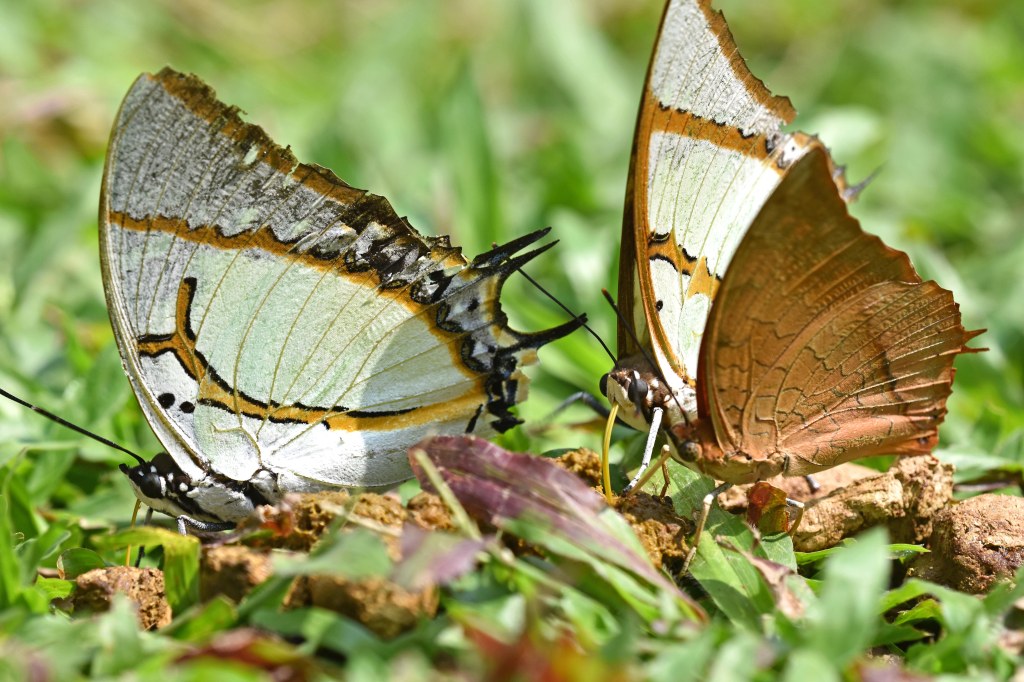 Fighting over a dead frog! – Ray Cannon's nature notes