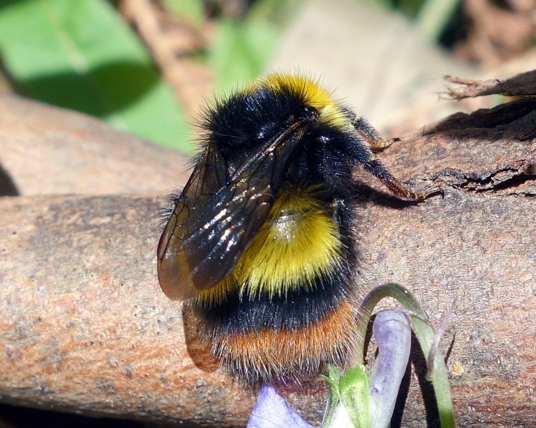 Polymorphic mimics: flies that look like bumblebees – Ray Cannon's ...