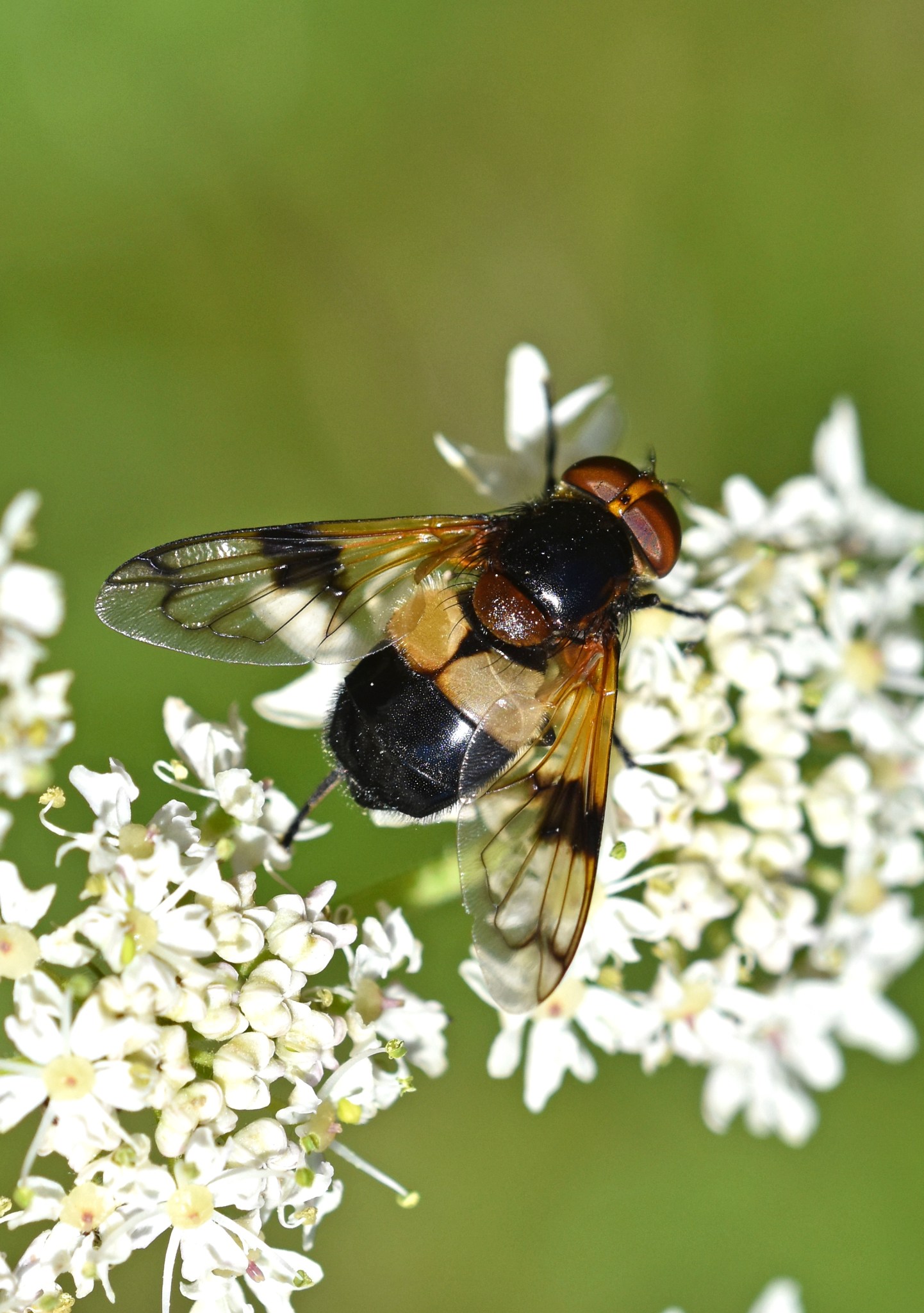 Polymorphic mimics: flies that look like bumblebees – Ray Cannon's ...
