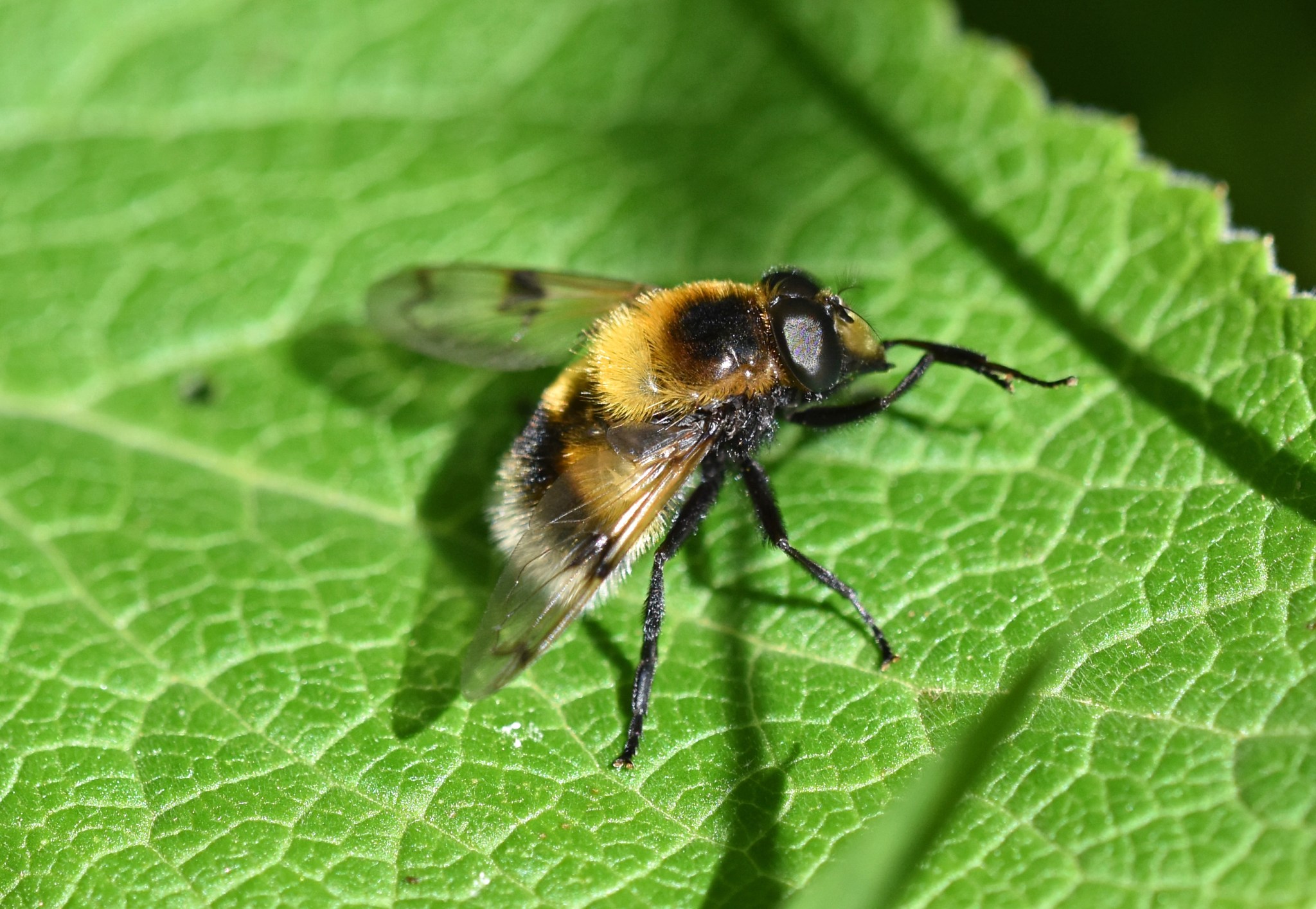 Polymorphic mimics: flies that look like bumblebees – Ray Cannon's ...