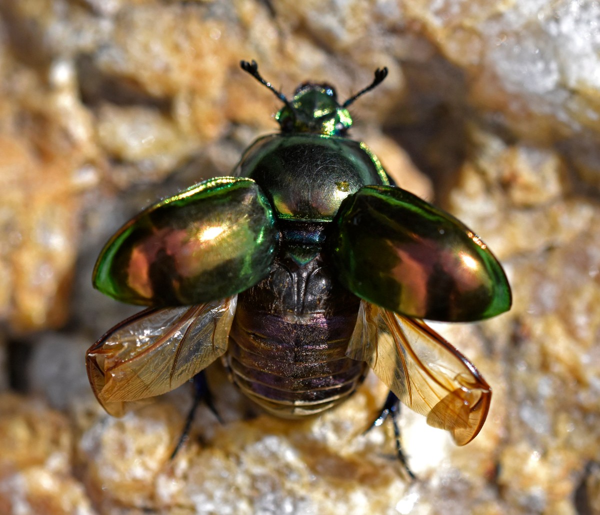 Flying Dung Beetle Beetles In The Scarabaeidae Family, Chafers