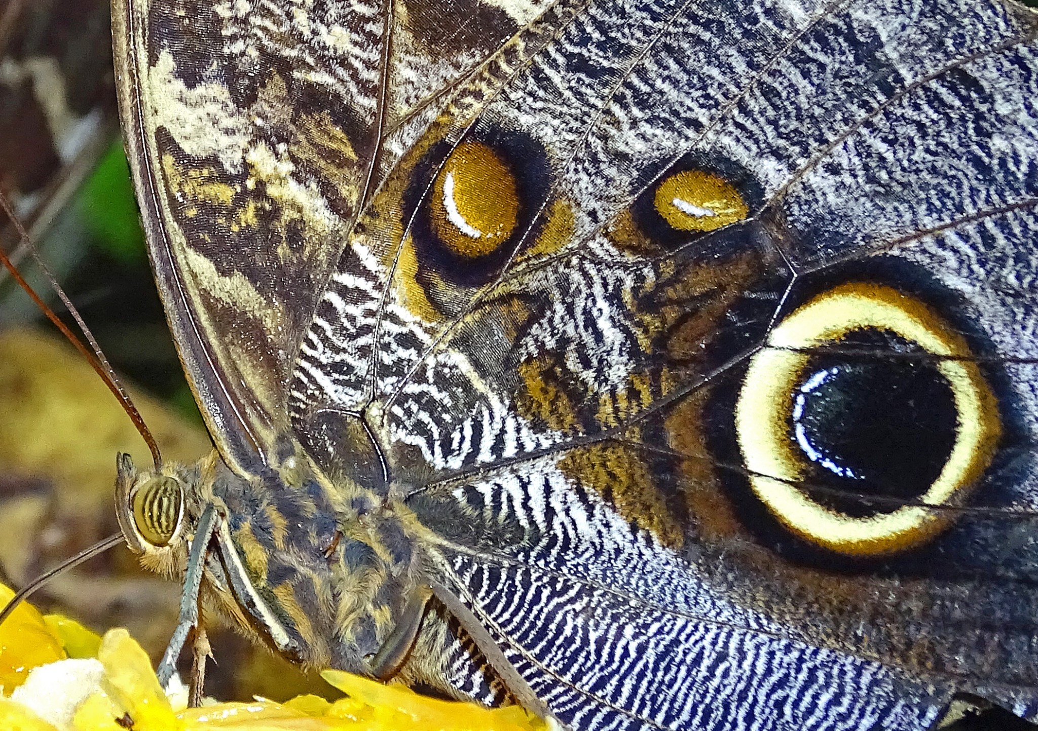 Butterfly eyespots I. Conspicuousness or eye-mimicry? – Ray Cannon's ...