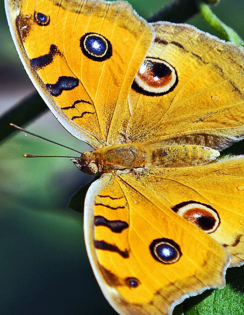 Butterfly eyespots I. Conspicuousness or eye-mimicry? – Ray Cannon's ...