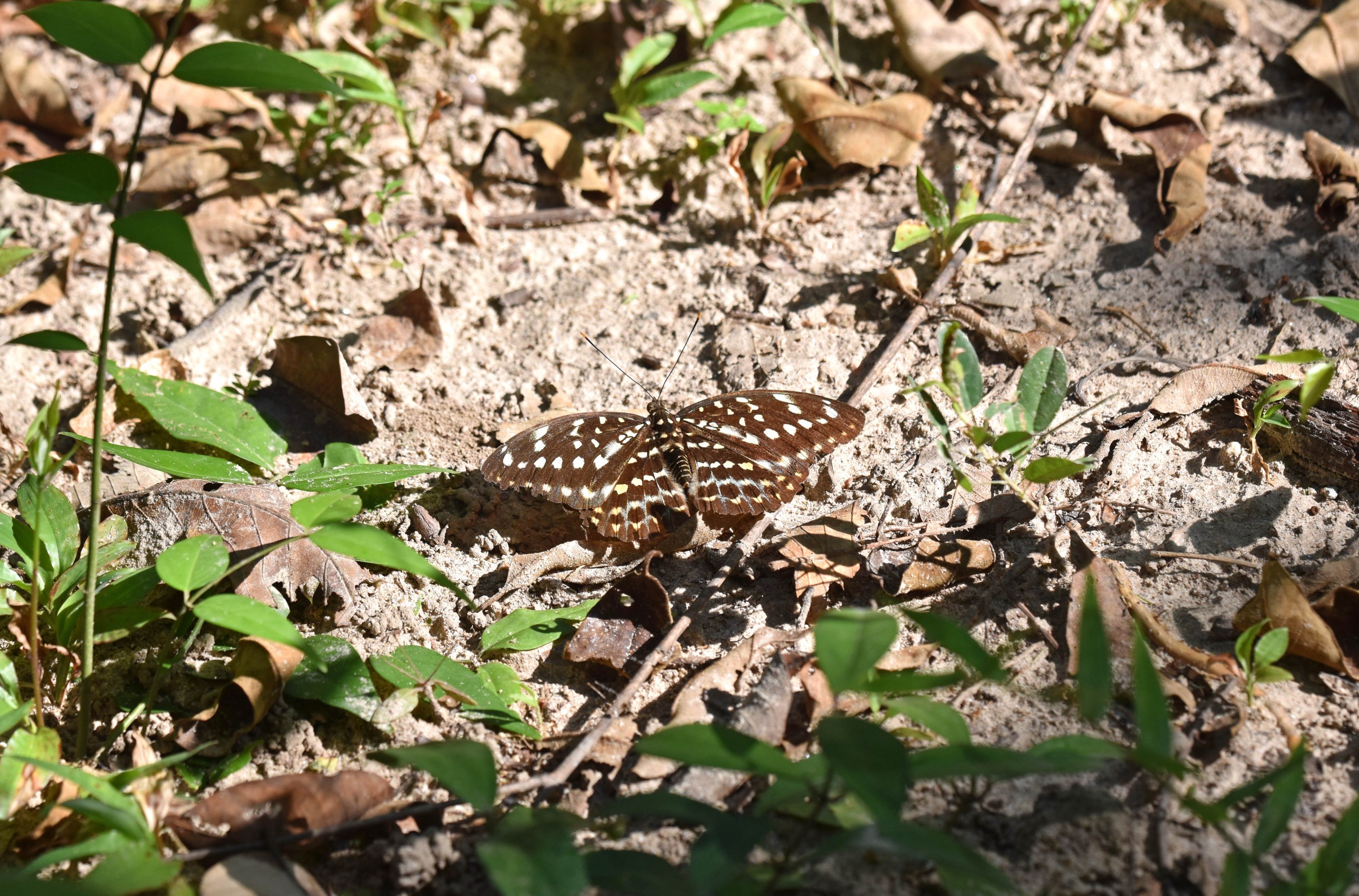 Butterflies in their habitats – Ray Cannon's nature notes