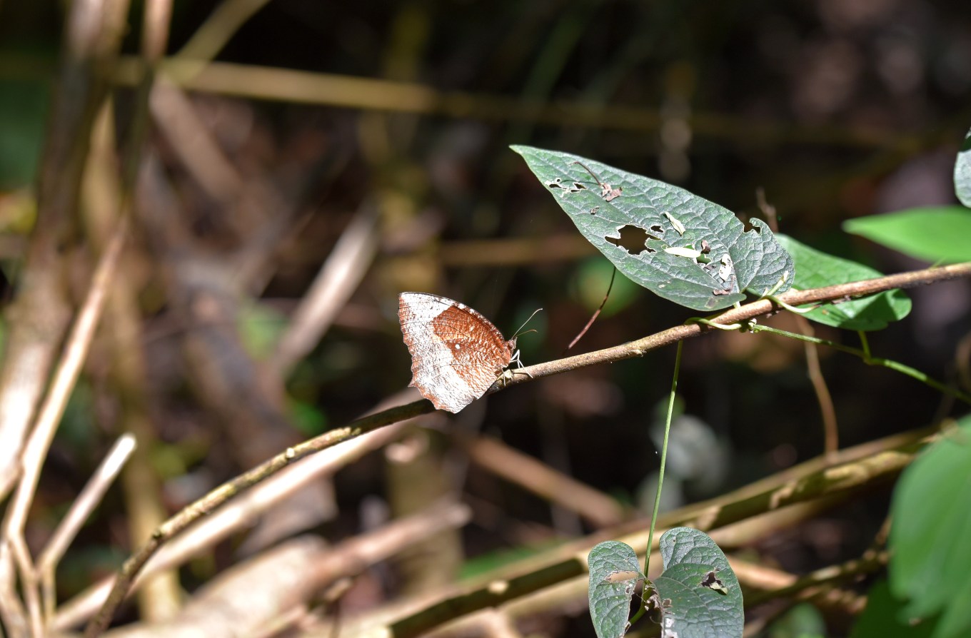 Butterflies in their habitats – Ray Cannon's nature notes