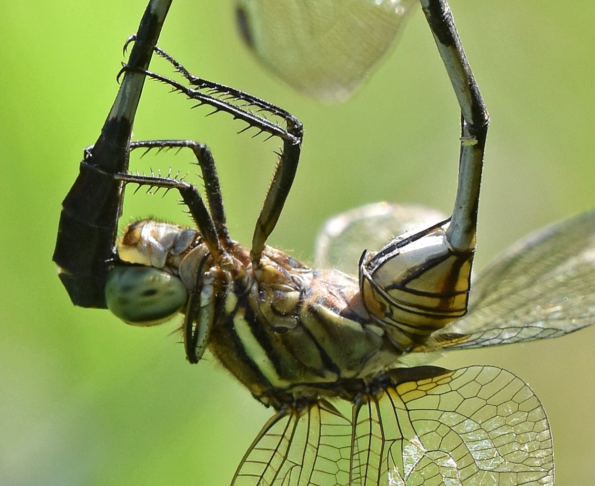 Green marsh hawks mating – Ray Cannon's nature notes
