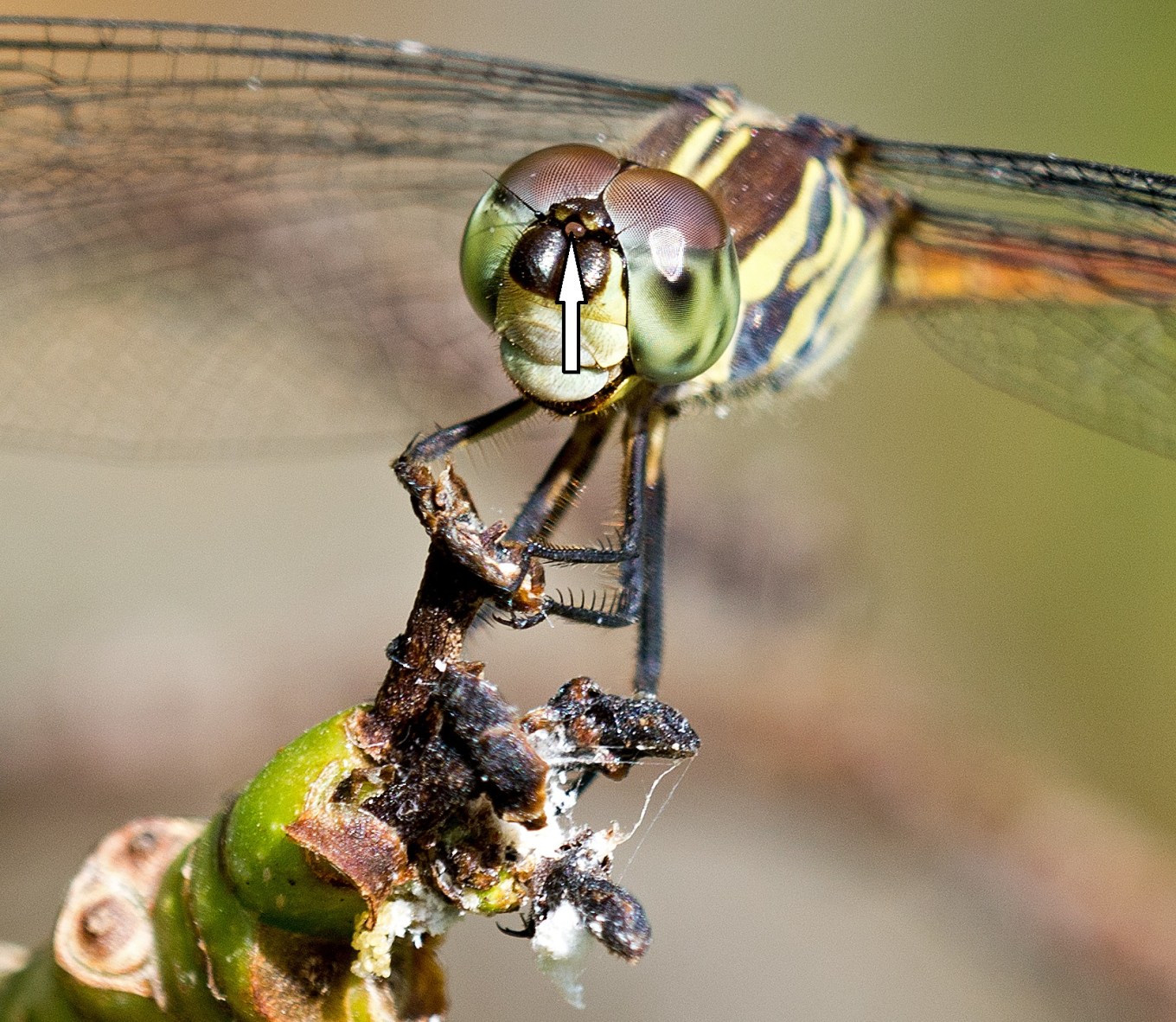 Dragonfly eyes – Ray Cannon's nature notes