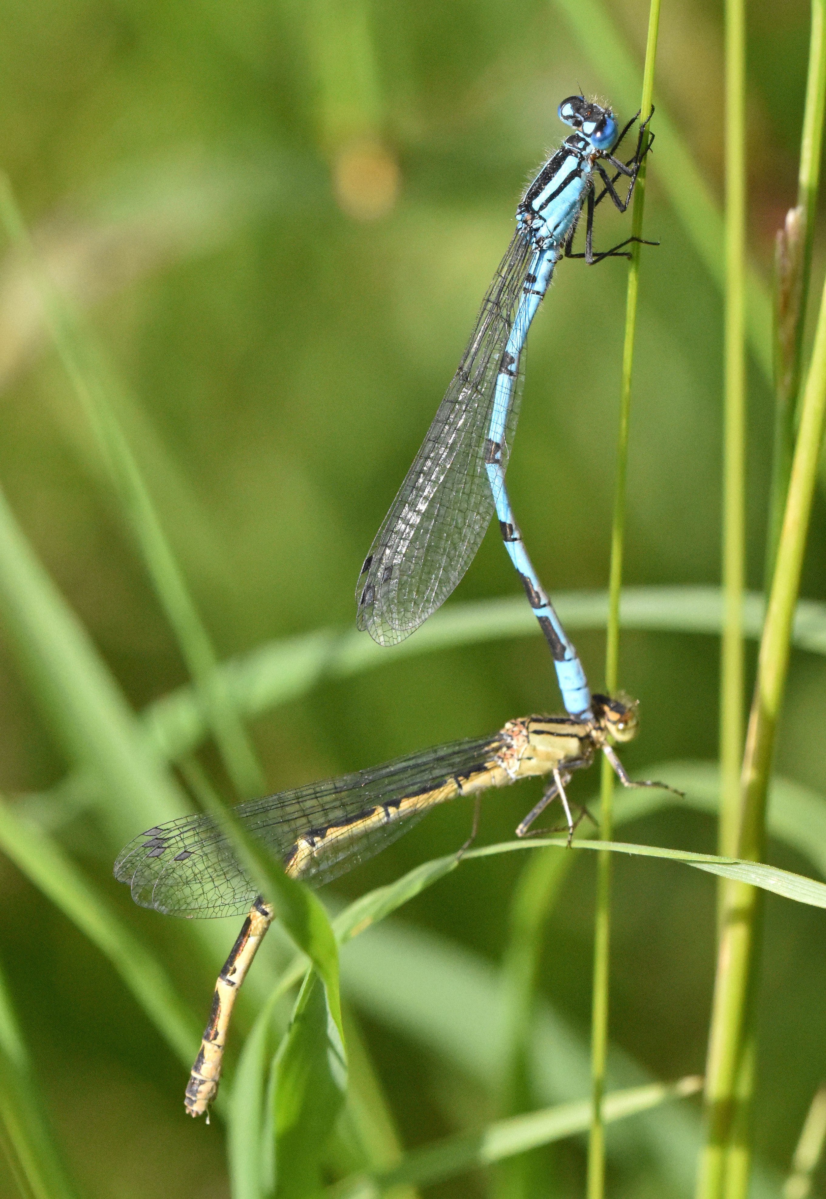 Mating damselflies; there’s a lot going on, unseen! – Ray Cannon's ...