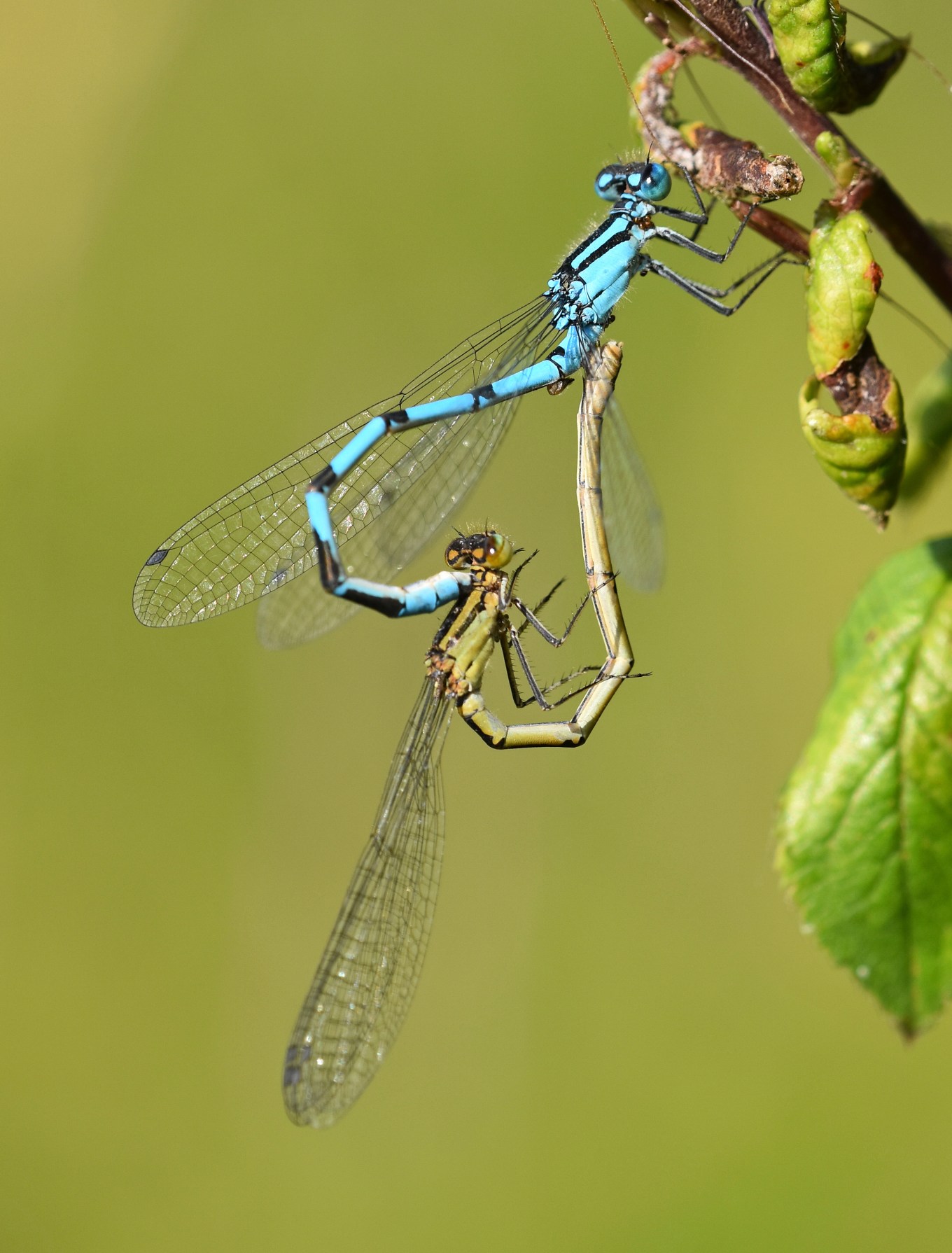 Mating damselflies; there’s a lot going on, unseen! – Ray Cannon's ...