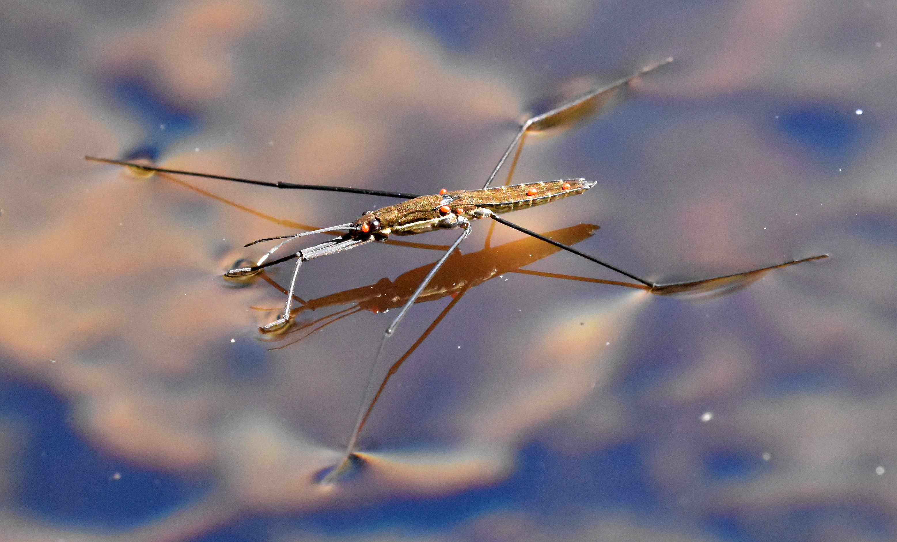 Gerrids bearing water mites – Ray Cannon's nature notes