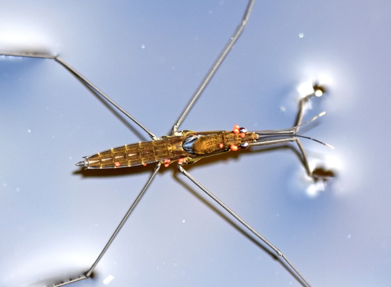 Gerrids bearing water mites – Ray Cannon's nature notes