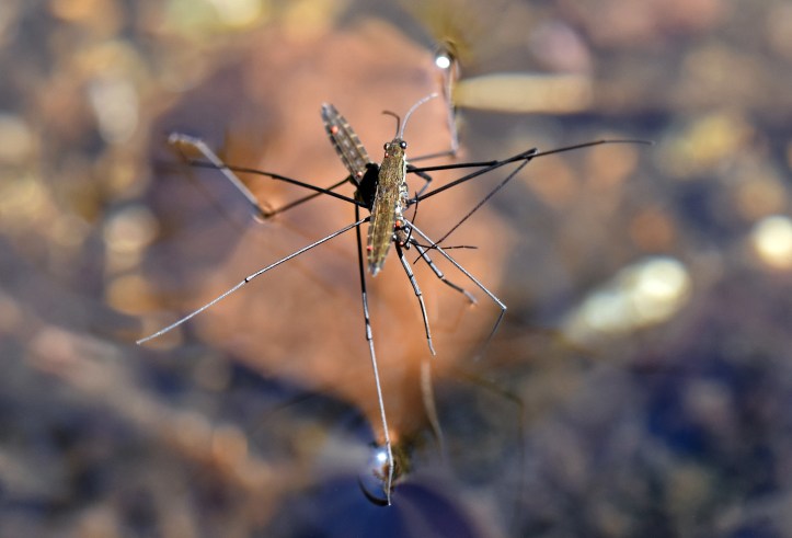 Gerrids bearing water mites – Ray Cannon's nature notes