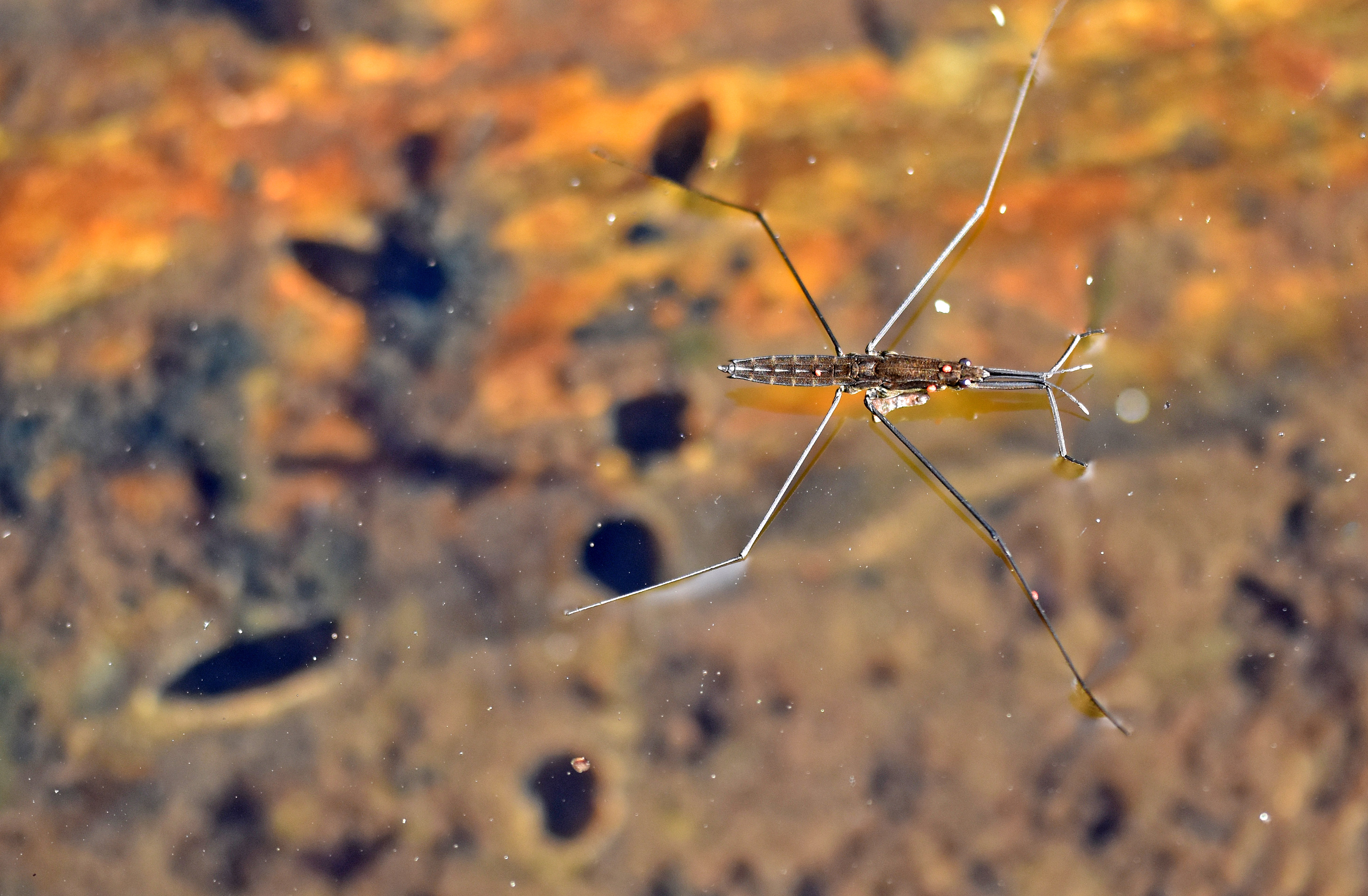 Gerrids bearing water mites – Ray Cannon's nature notes