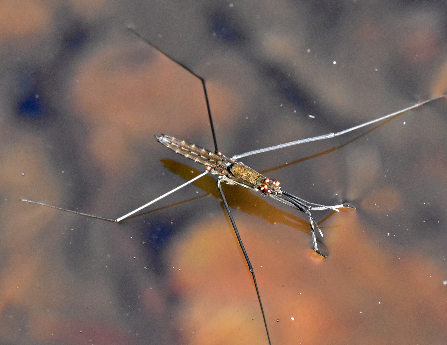 Gerrids bearing water mites – Ray Cannon's nature notes