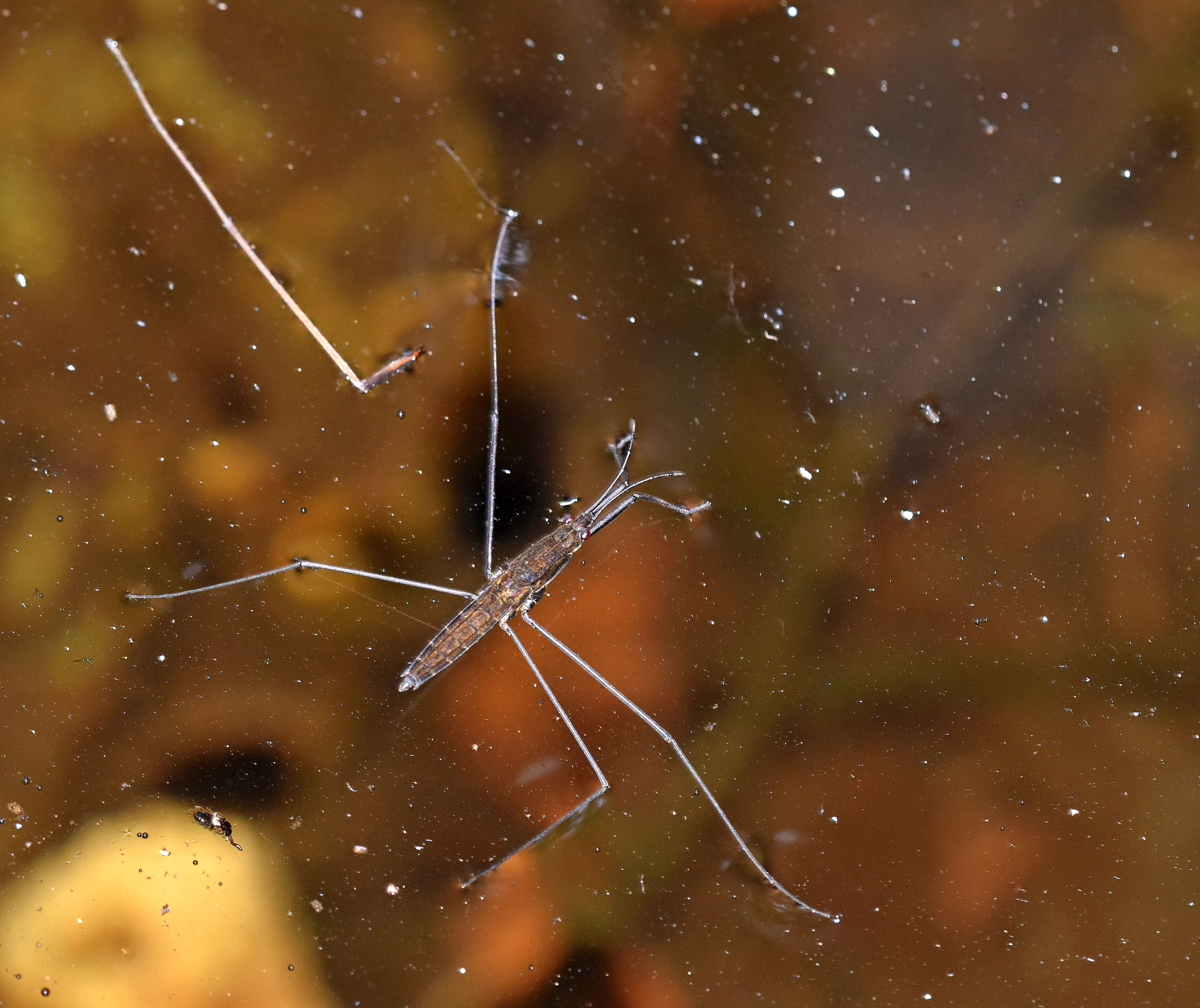 Gerrids bearing water mites – Ray Cannon's nature notes